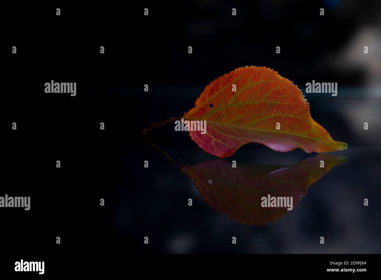 autumn leaves on a black background Stock Photo - Alamy