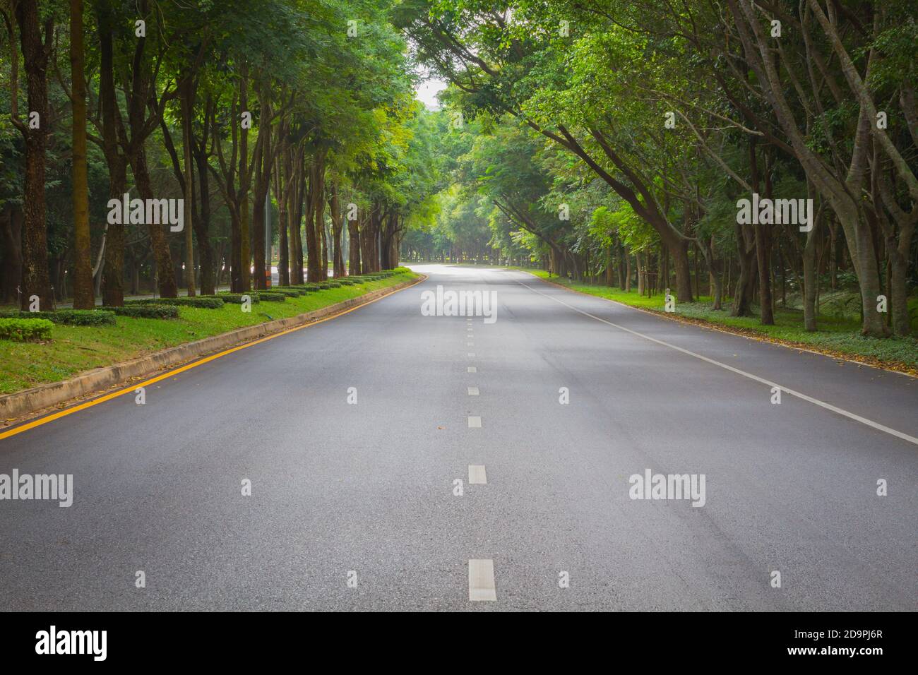 green tunel forest clean road in the early morning, Thailand Stock ...