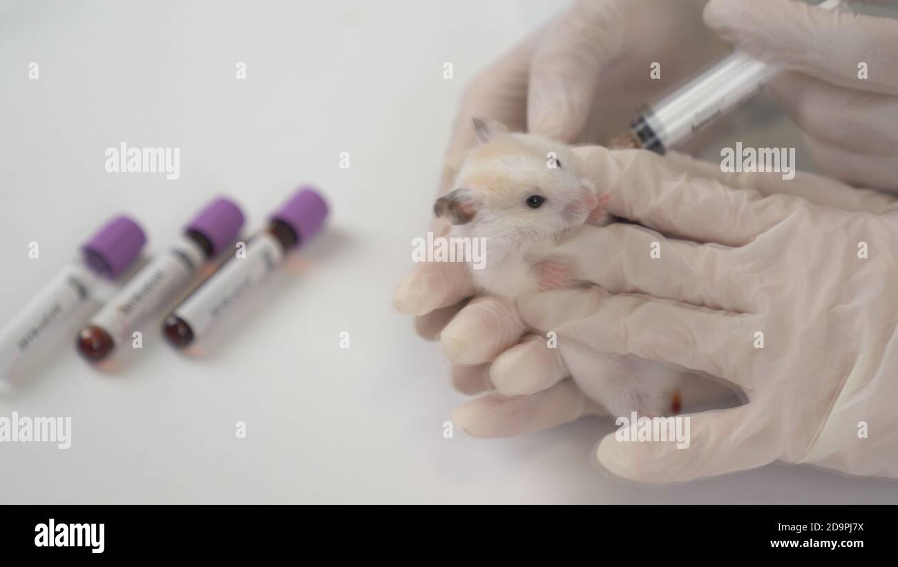 Scientists experiment on lab rat, mouse with syringe. Scientist and lab ...