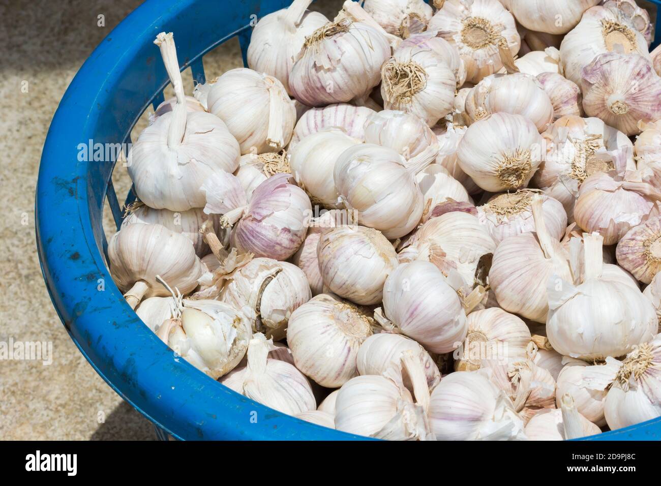 closeup garlic in dirty blue plastic container Stock Photo - Alamy