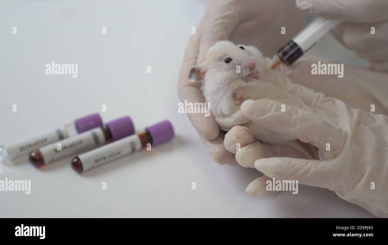 Lab rat hi-res stock photography and images - Alamy
