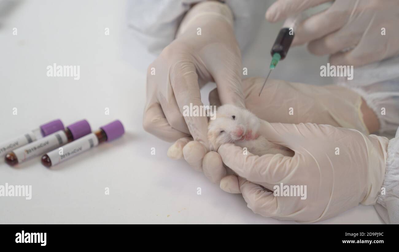 Scientists experiment on lab rat, mouse with syringe. Scientist and lab ...