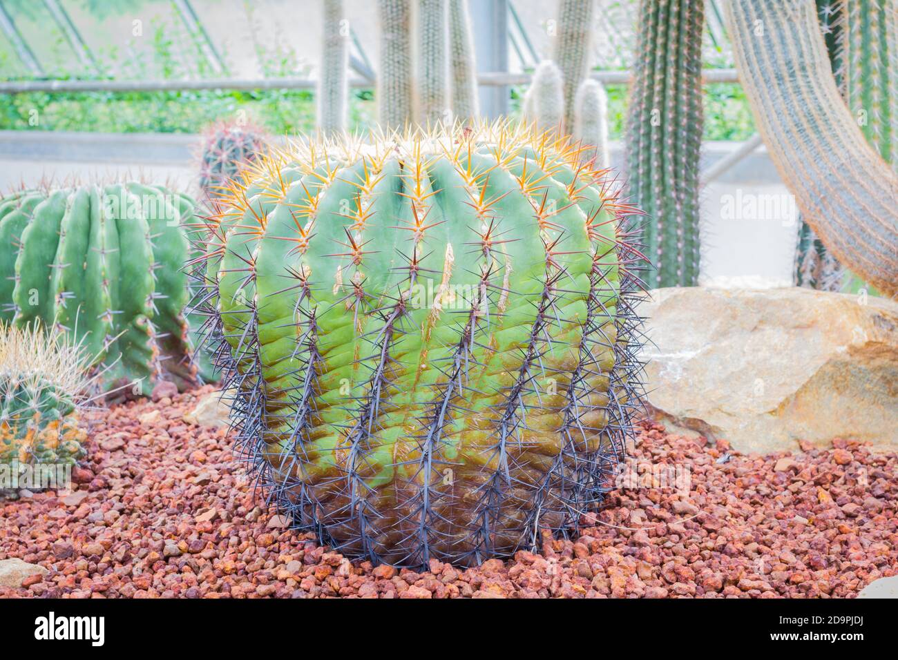 Hybrid cactaceae hi-res stock photography and images - Alamy