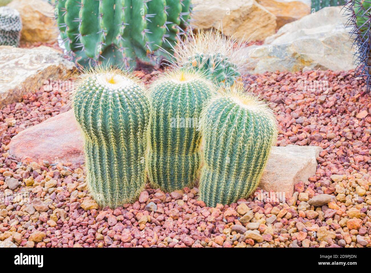 Cactus - Parodia claviceps (Cactaceae Stock Photo - Alamy