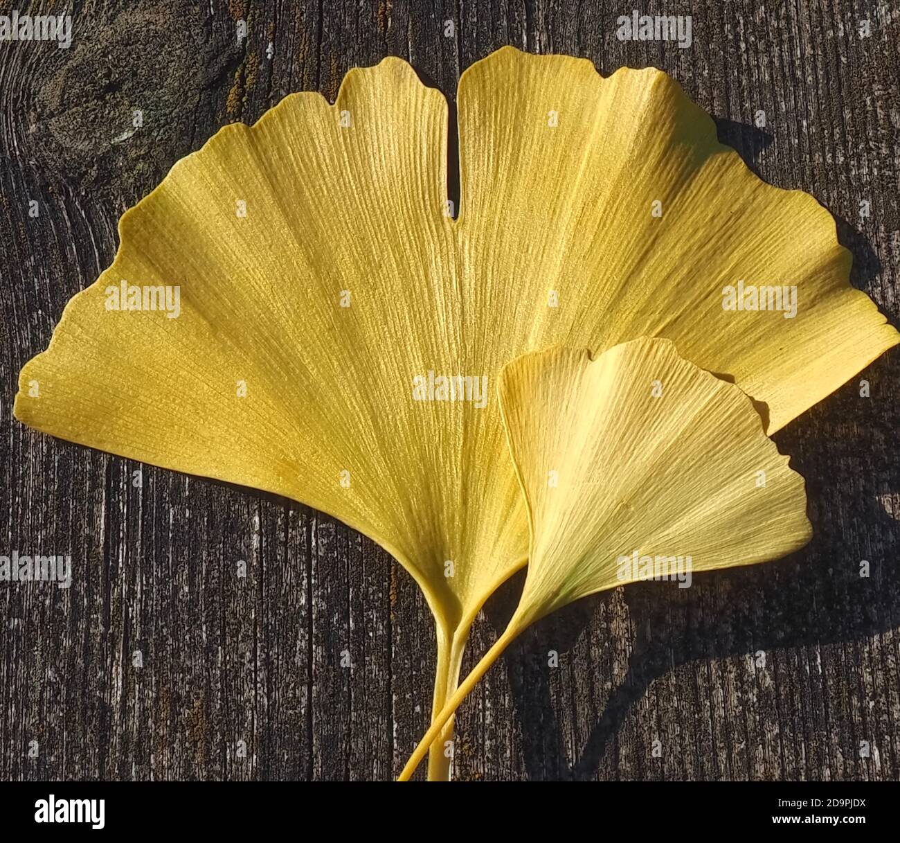 Colors of autumn - Mix of leafs, Ginkgo, on wooden background Stock ...