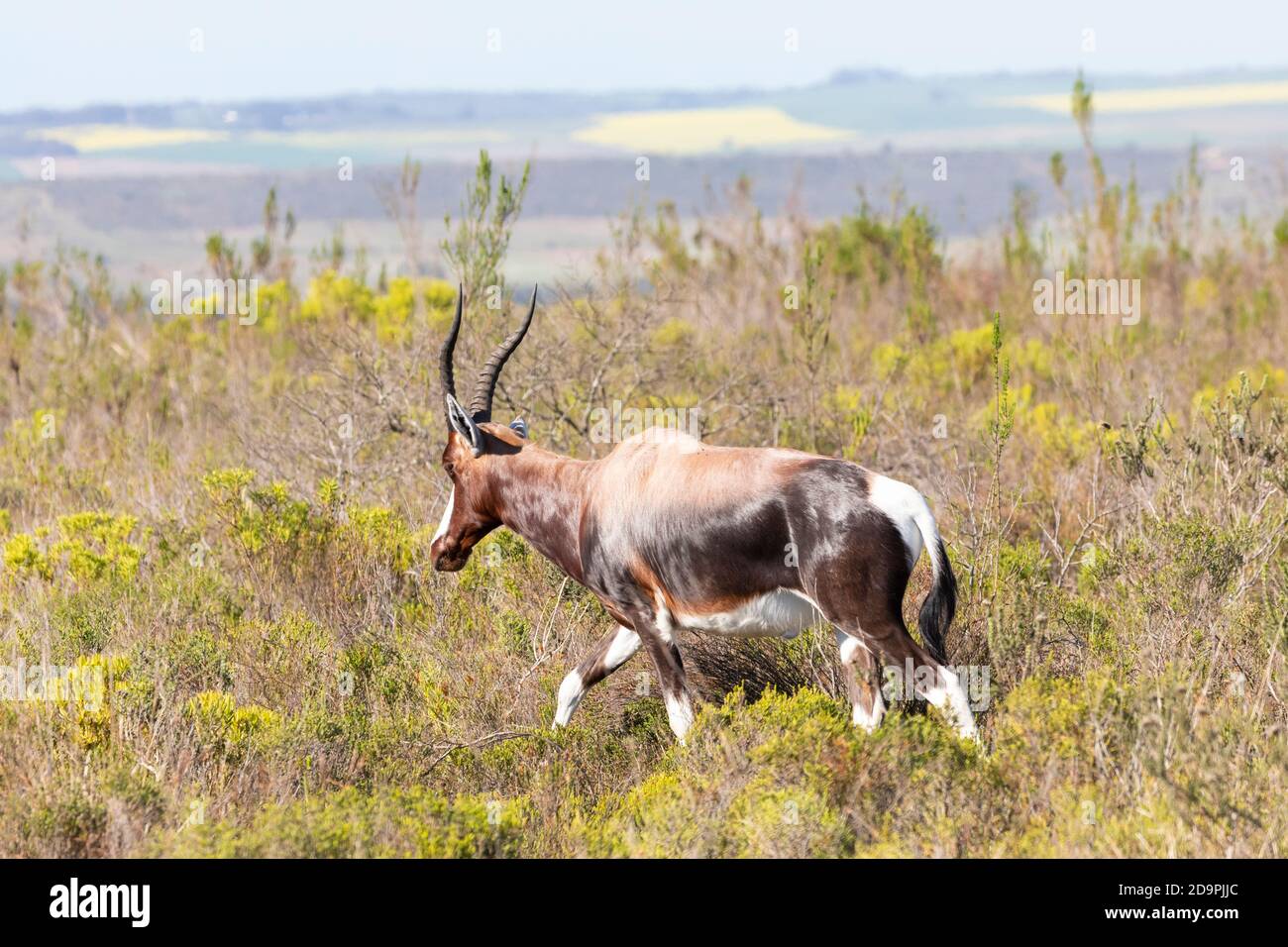 Bontebok (Damaliscus pygargus pygargus) in fynbos, Bontebok National ...