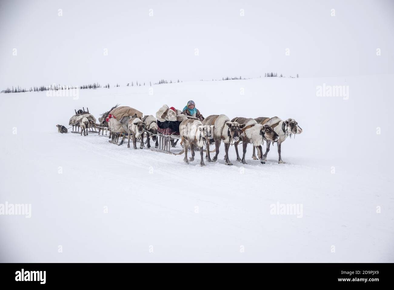 Nenets people migration with reindeers sleighs on a white snow ...