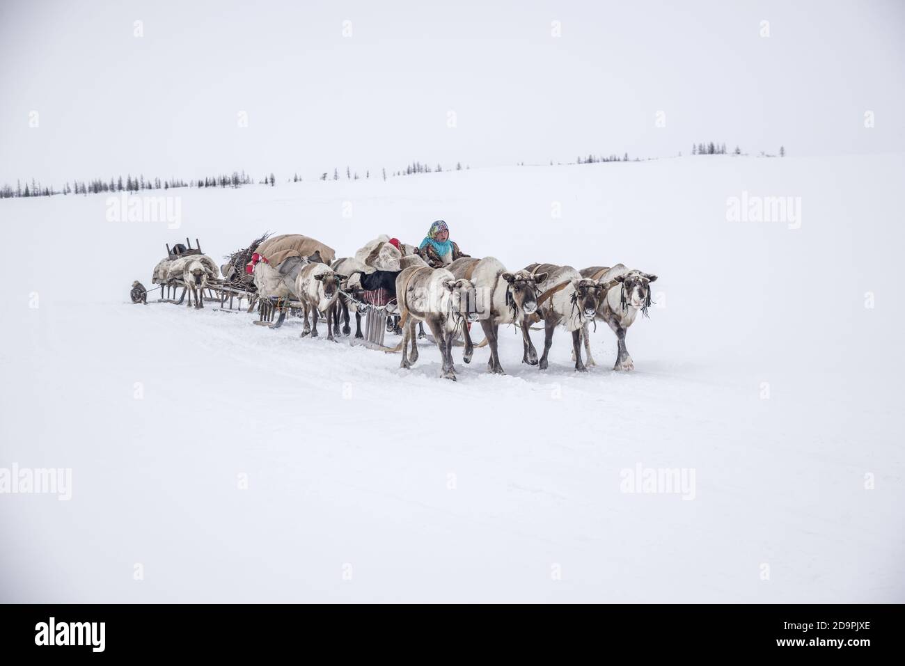 Nenets people migration with reindeers sleighs on a white snow ...