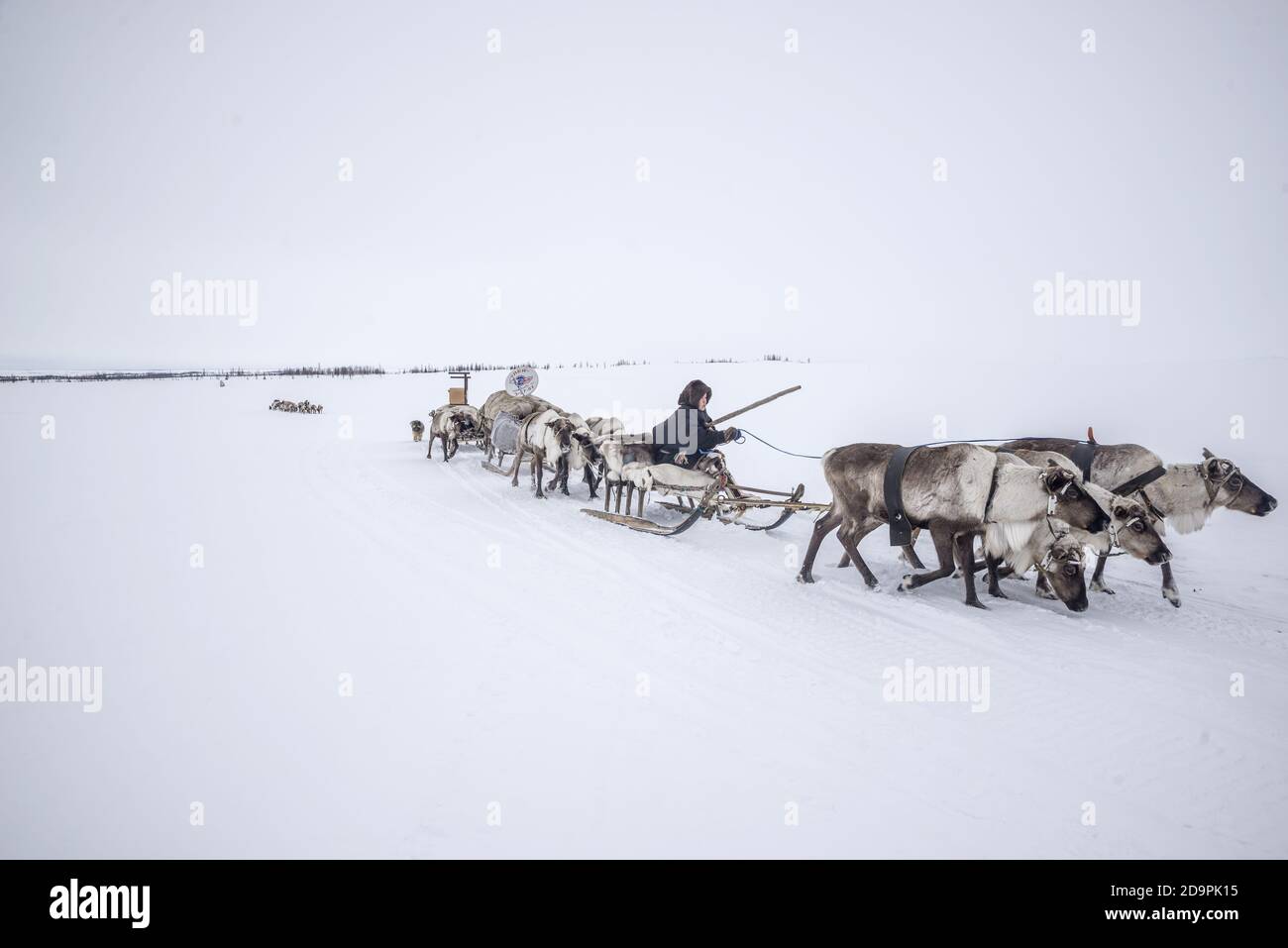 Nenets people migration with reindeers sleighs on a white snow ...
