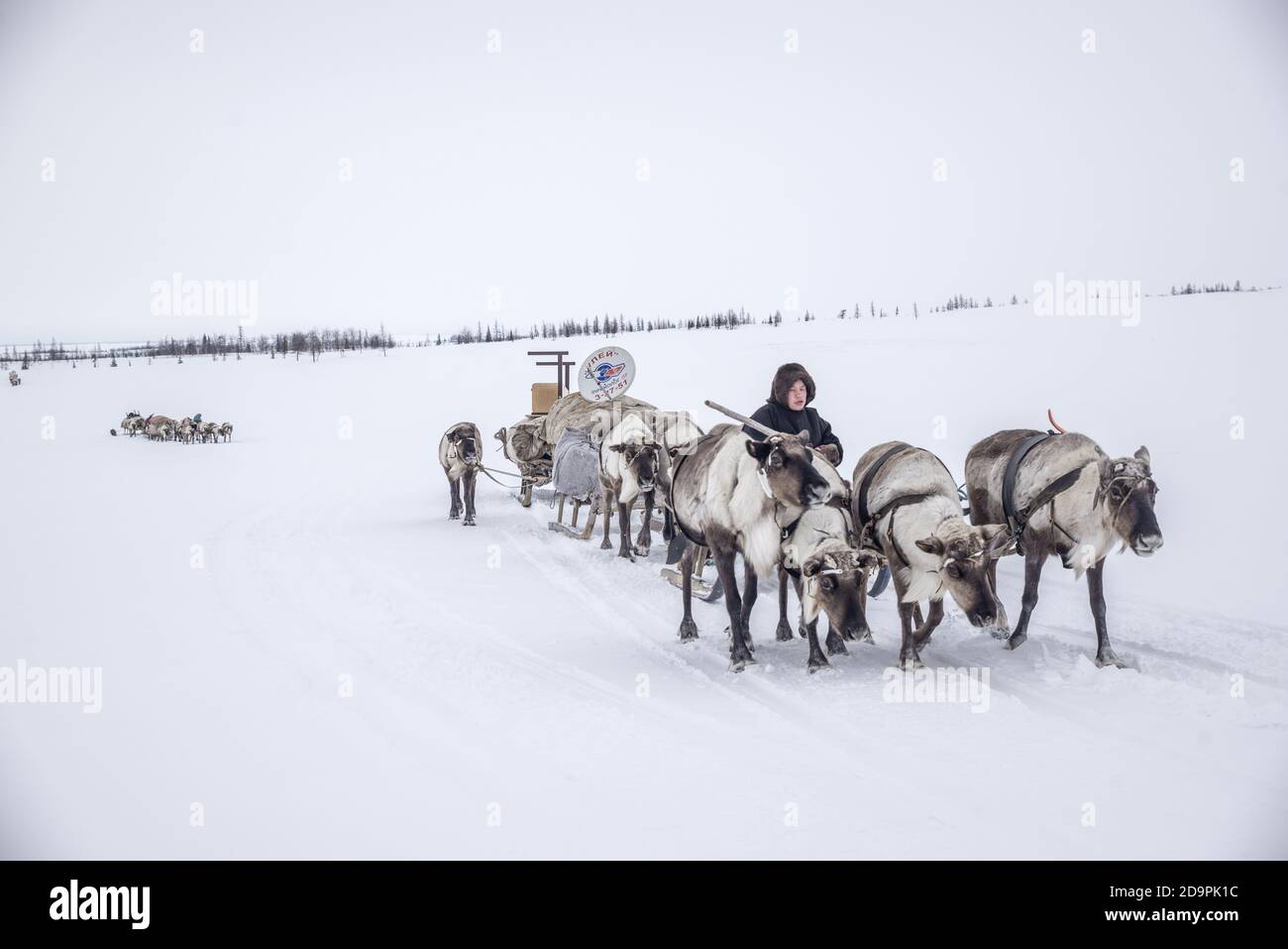 Nenets people migration with reindeers sleighs on a white snow ...