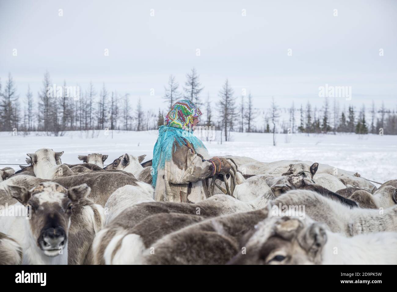 A Nenet woman people preparing the reindeers sleighs for the migration ...