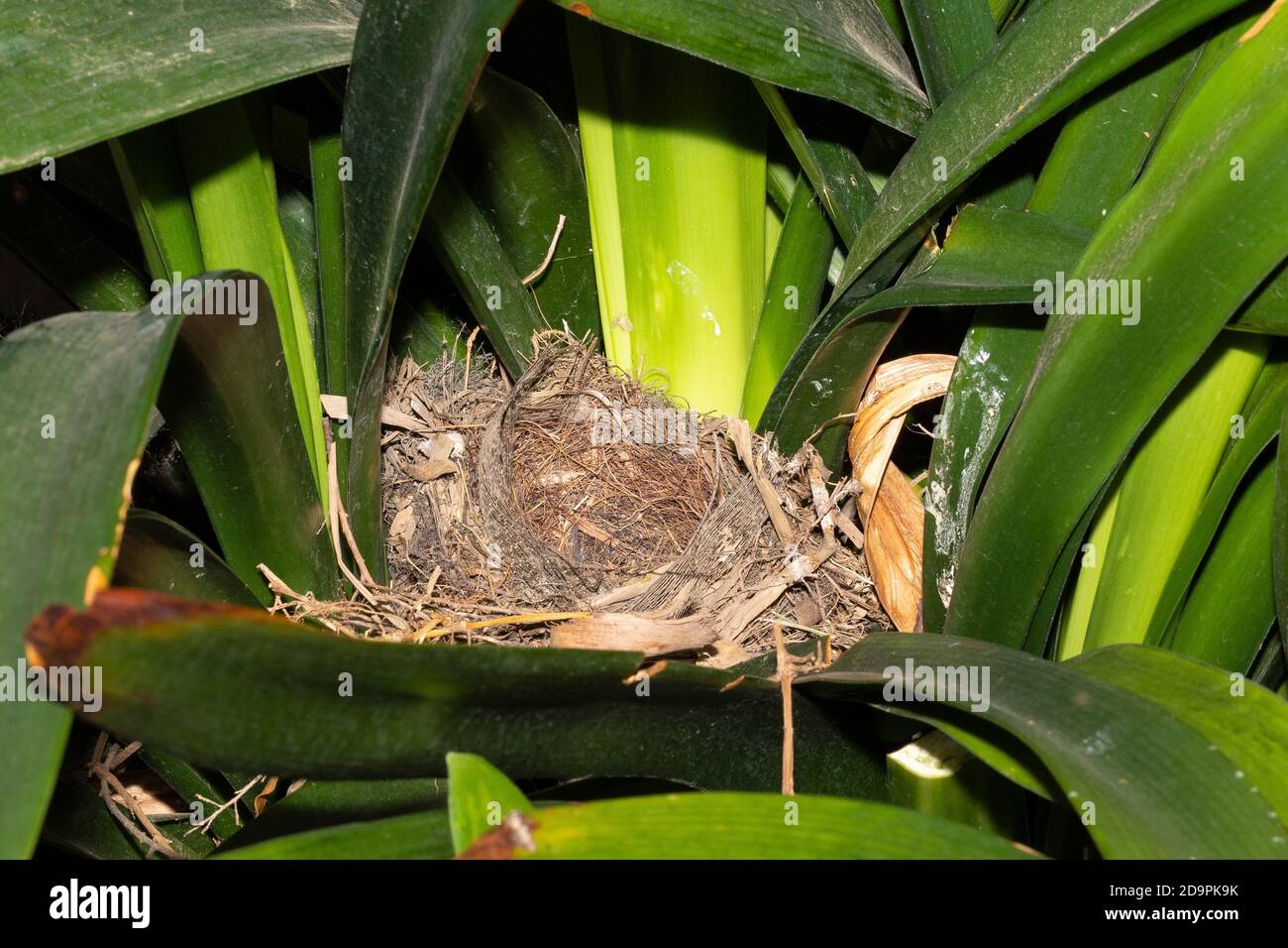 Nest of a Cape Robin-chat (Cossypha caffra) made of dried plant ...