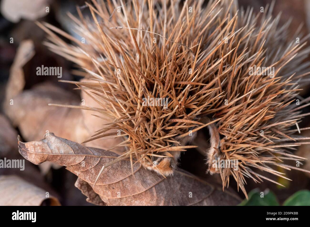 Macro picture which depicts spikes of a burr on the ground. The picture ...