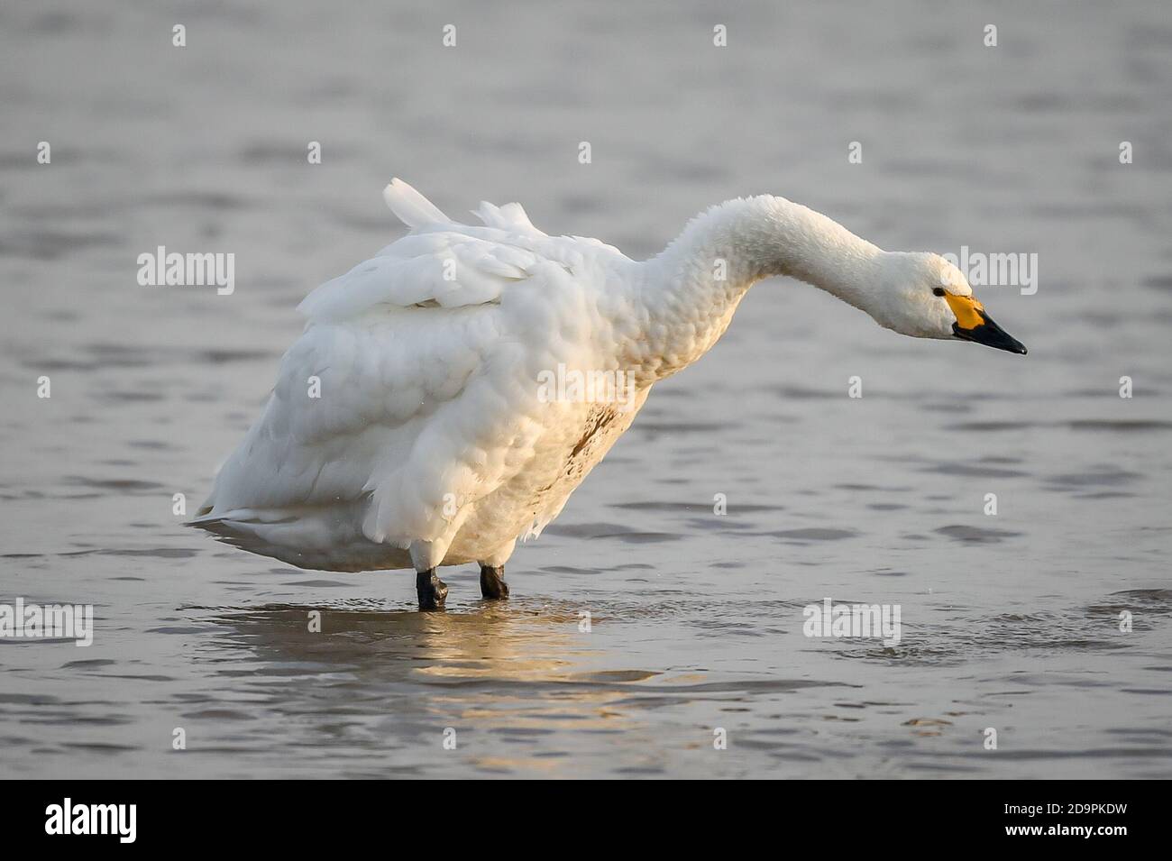 A Bewick's swan shakes off water at Slimbridge Wetland Centre in ...