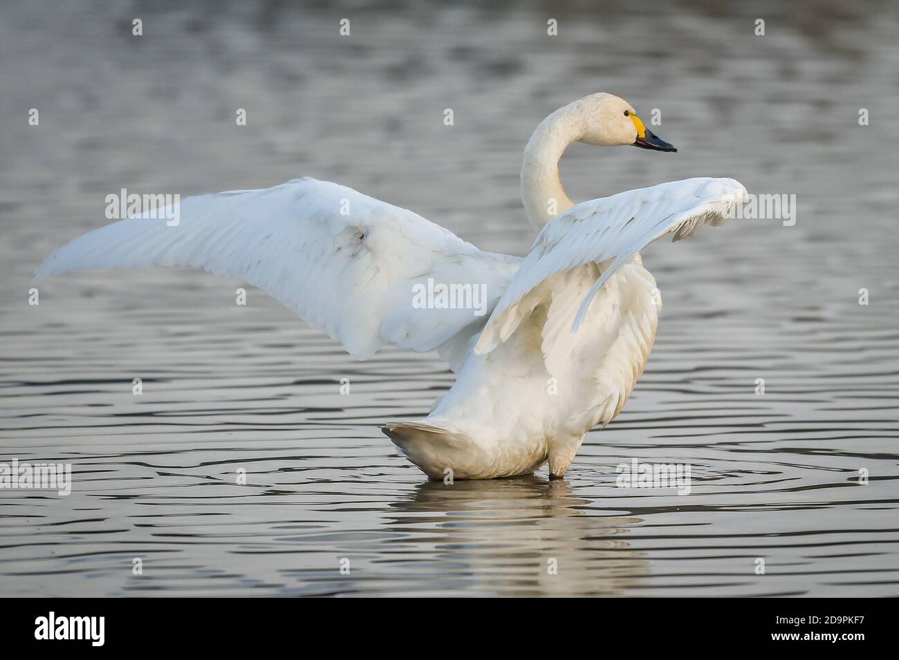 A Bewick's swan extends its wings on the water at Slimbridge Wetland ...