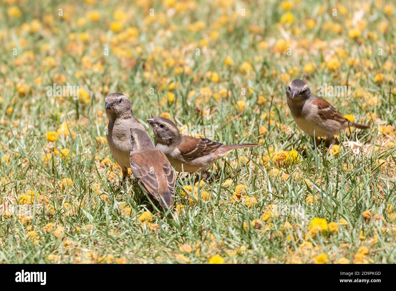 Cape Sparrow (Passer melanurus) three fledglings with female on grass ...