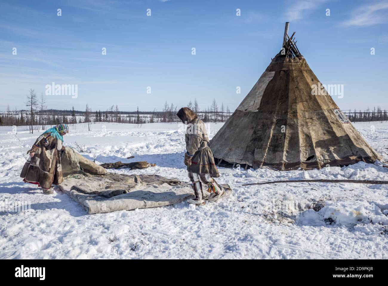 A Nenets family dismantling a traditional tent for migration, Yamalo ...