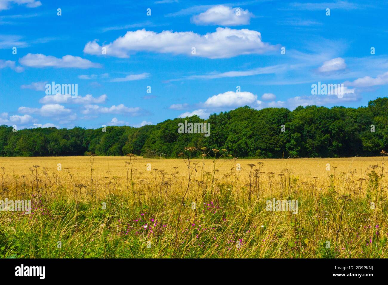 Fields of ripe yellow wheat ready for harvest near Lympne village on ...