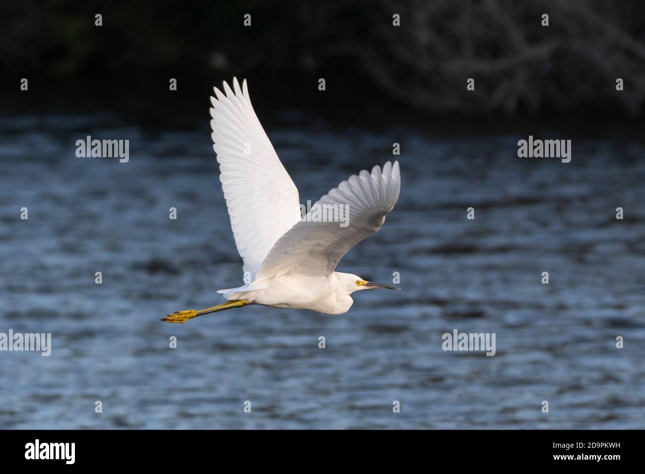 Snow white Egret flies over the rippling waters of the ocean lagoon ...