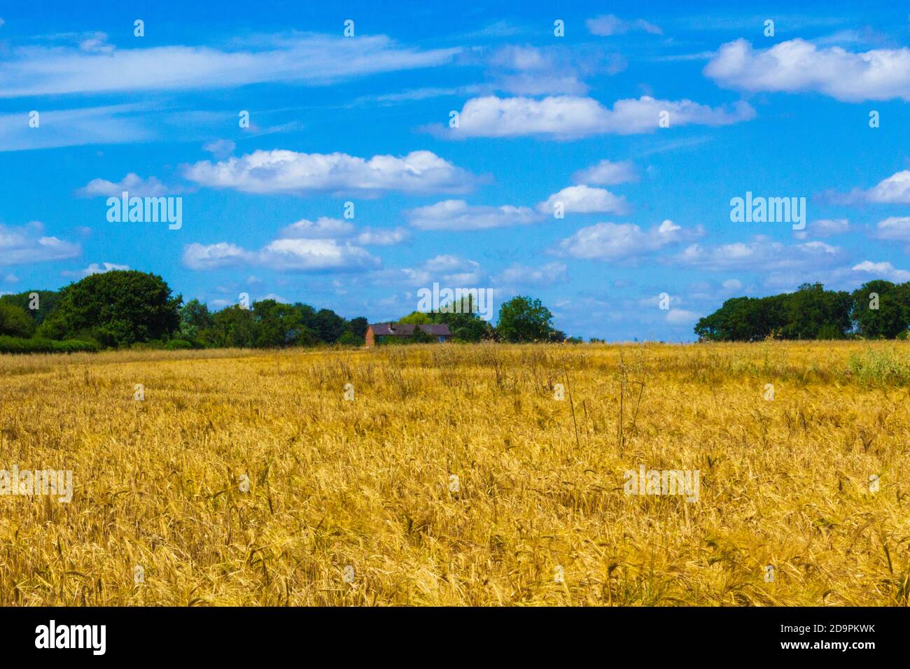 Fields of ripe yellow wheat ready for harvest near Lympne village on ...