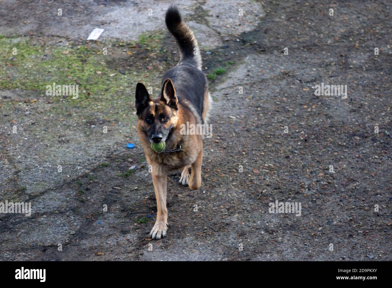 A German Shepard looking up to the camera with a tennis ball in its ...