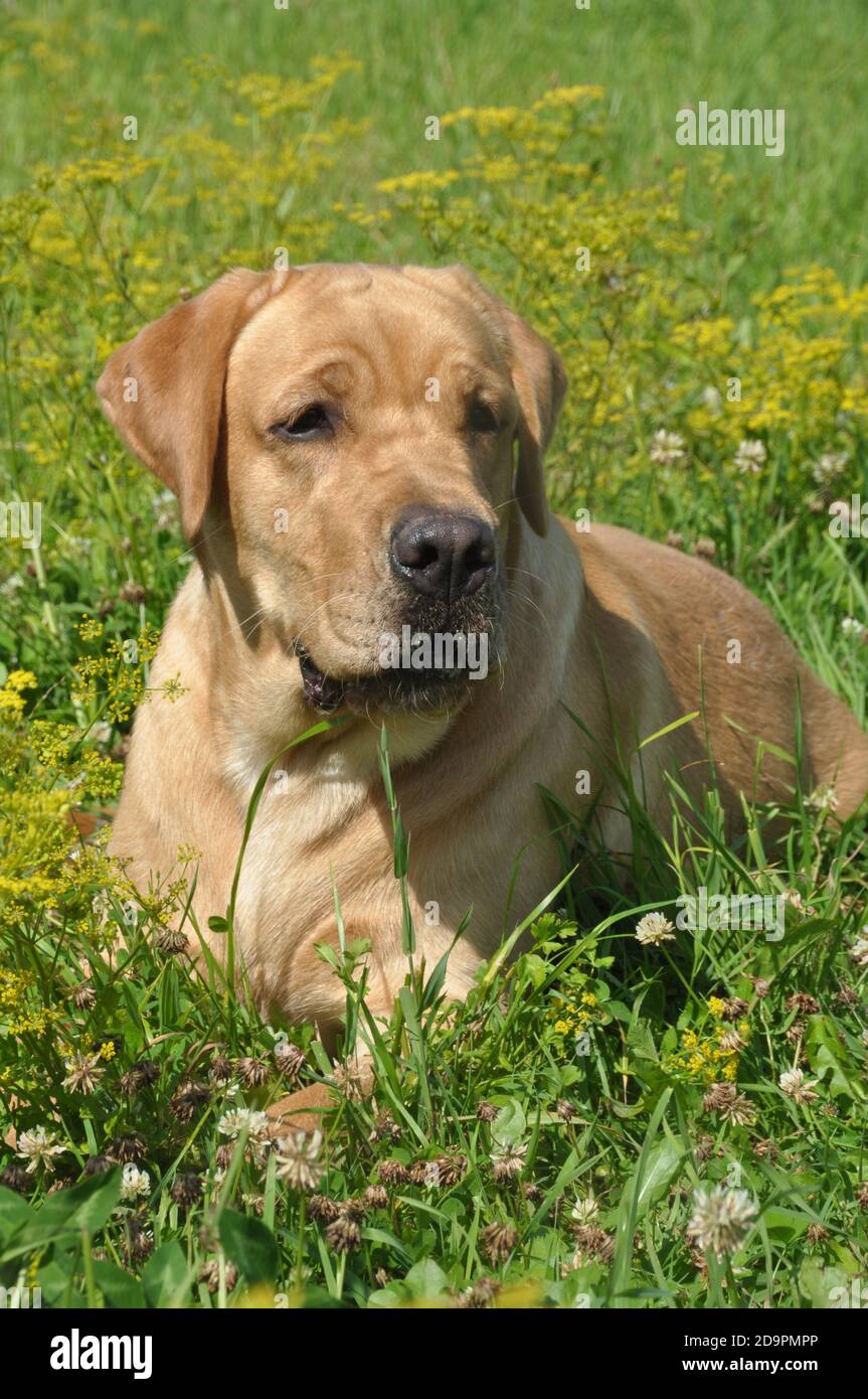 Gold labrador hi-res stock photography and images - Alamy