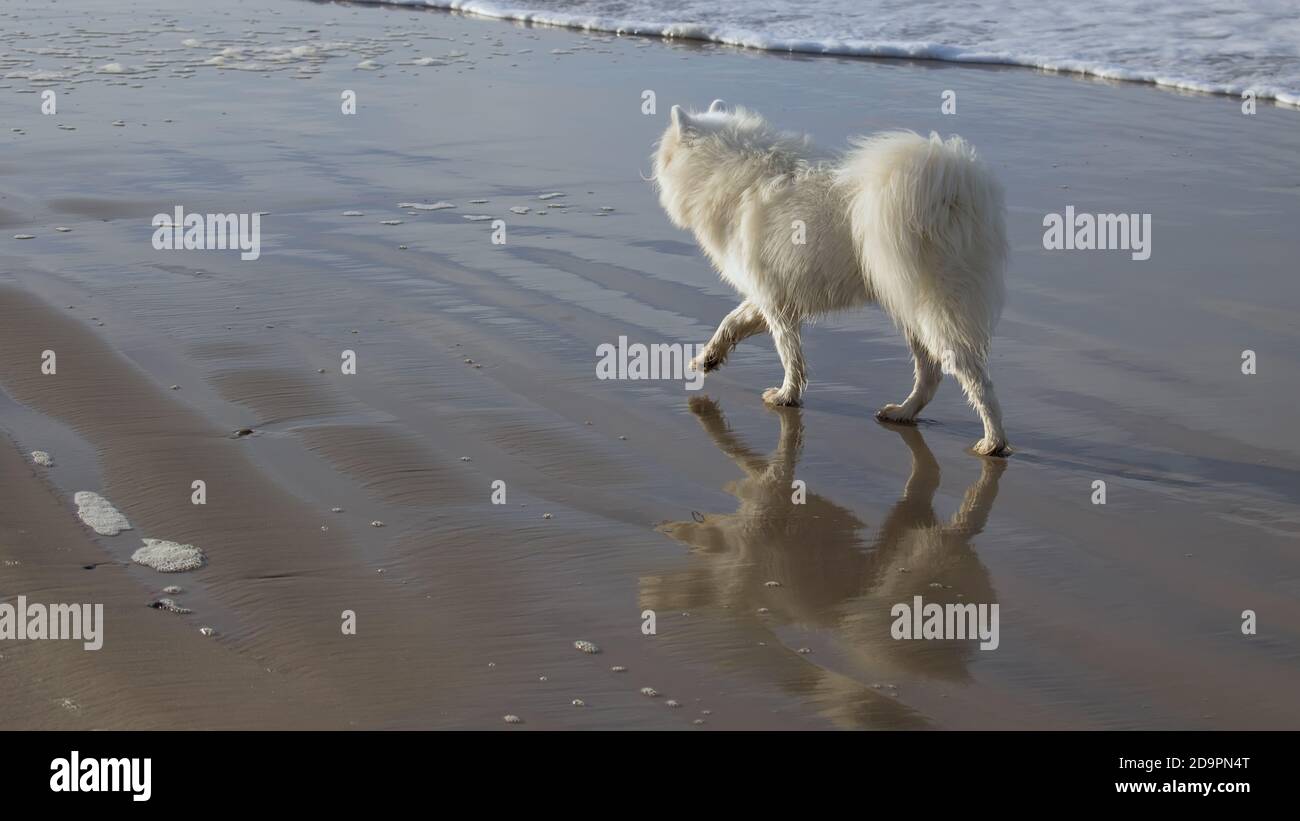 samoyed dog walking on the beach Stock Photo - Alamy