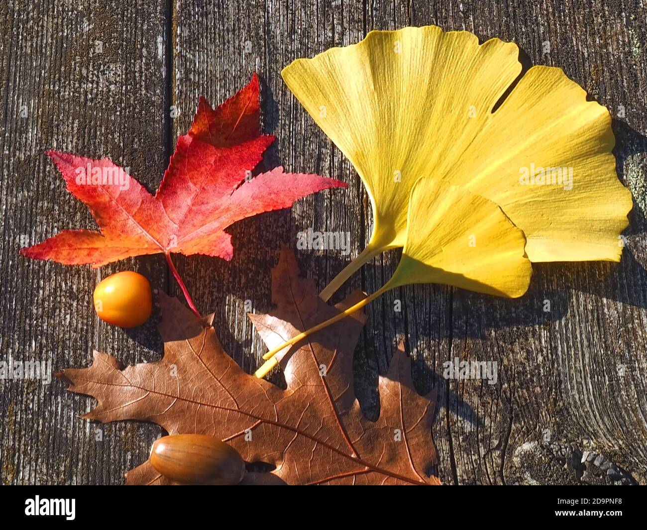 Ginkgo maple hi-res stock photography and images - Alamy