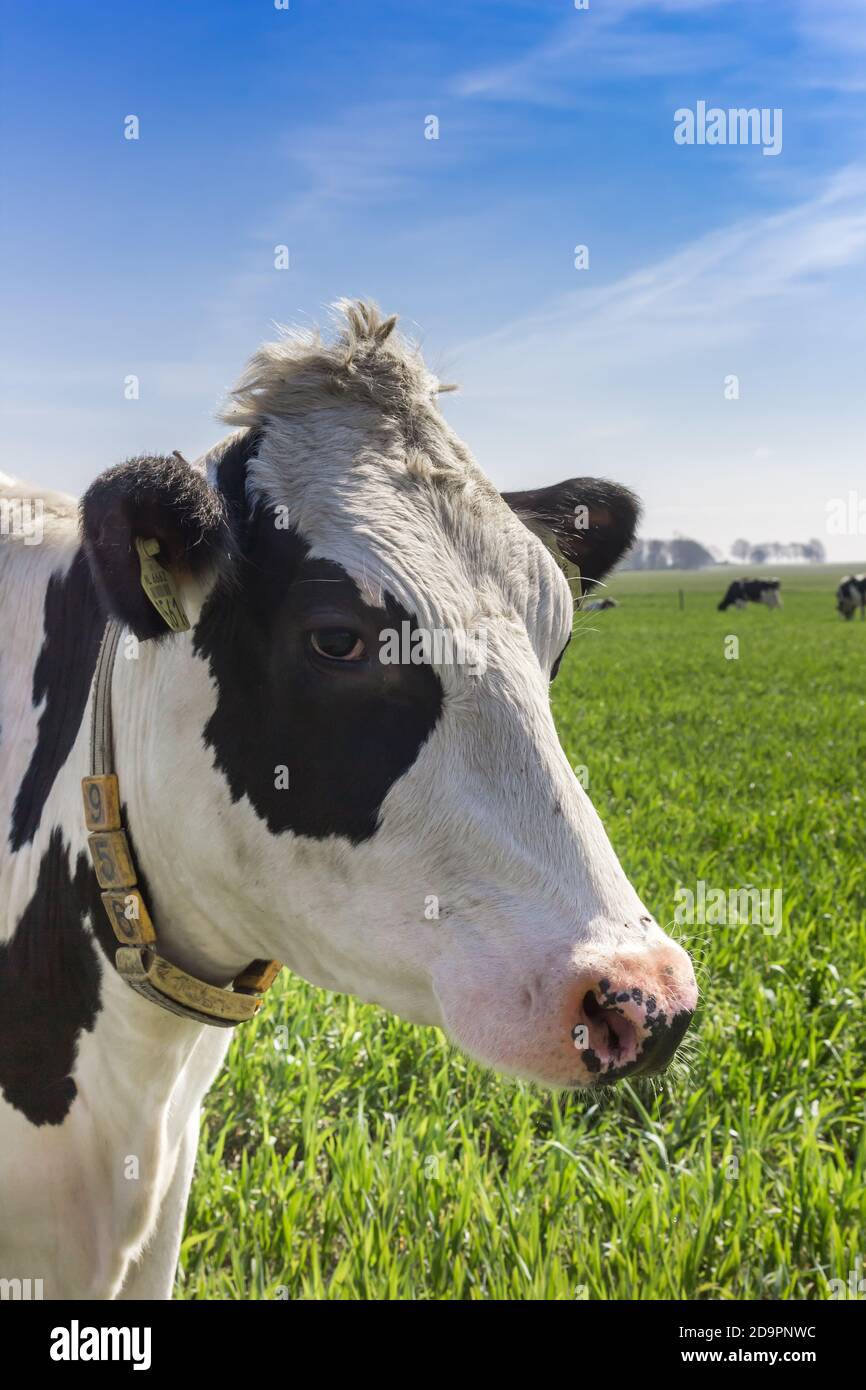 Cow with collar hi-res stock photography and images - Alamy