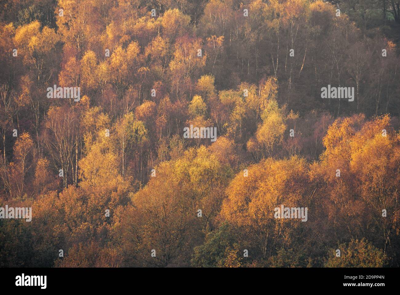 Copper birch tree hi-res stock photography and images - Alamy