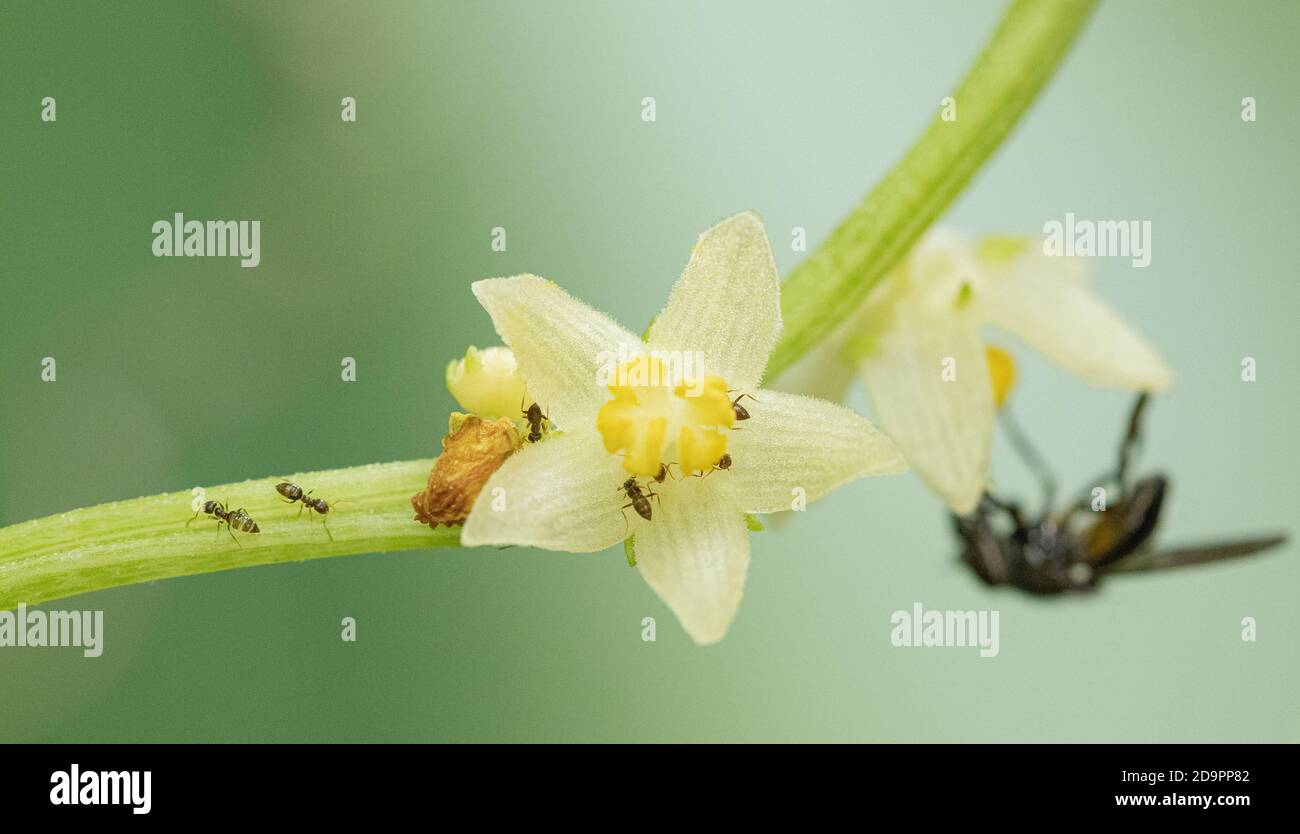 Macro shot of insects in a white petal flower against a green ...