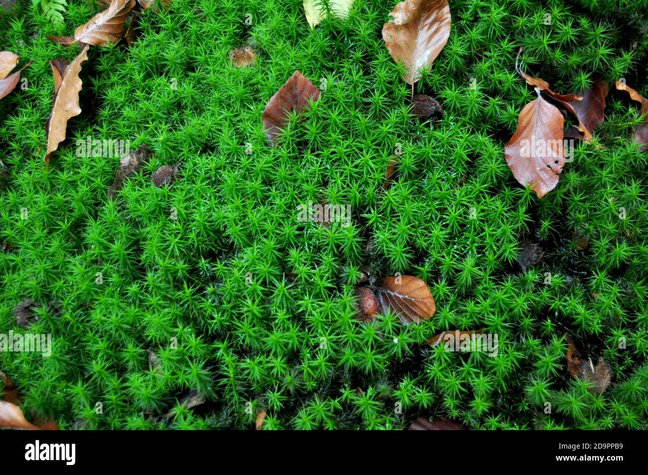 Eosphagnum hi-res stock photography and images - Alamy