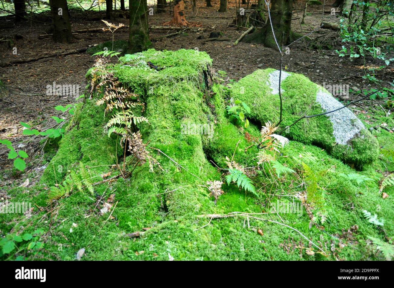 Eosphagnum hi-res stock photography and images - Alamy