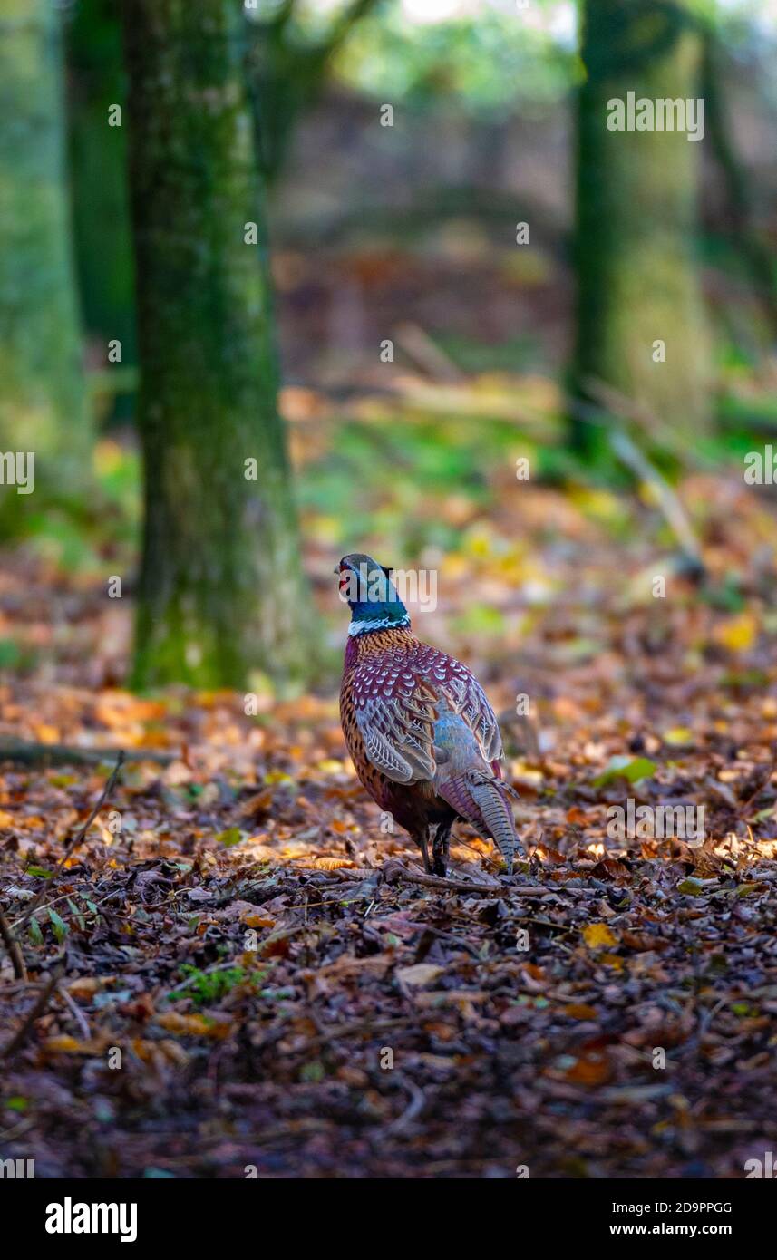Pheasant (Phasianus colchicus) – A male or cock pheasant in woodland on ...