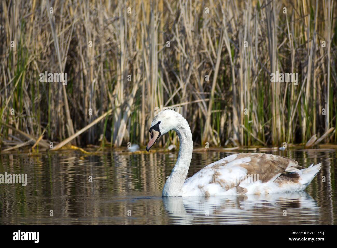 Floating swan hi-res stock photography and images - Alamy