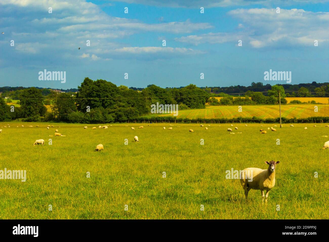 А flock of sheep grazing on a pasture near Sellinge village along A20 ...