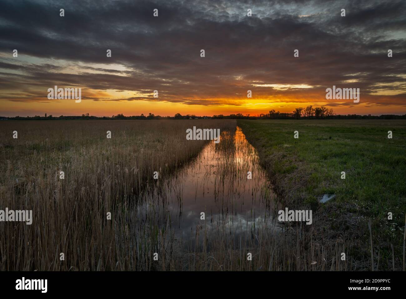 A water canal with reeds and a beautiful sunset Stock Photo - Alamy