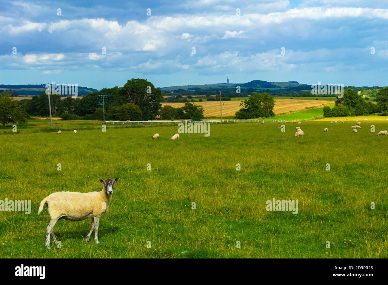 А flock of sheep grazing on a pasture near Sellinge village along A20 ...