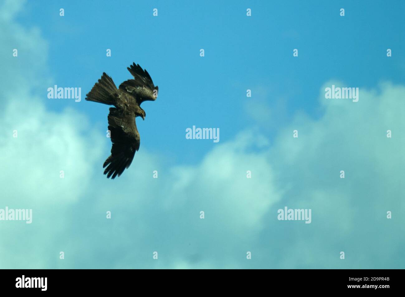 Predatory bird flies prey hi-res stock photography and images - Alamy