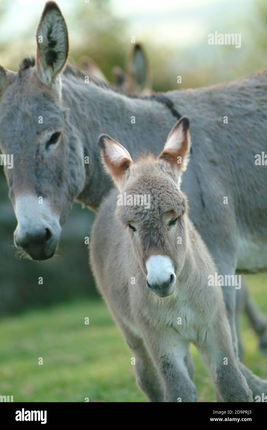 Donkeys pack of male and female and young in field Stock Photo - Alamy
