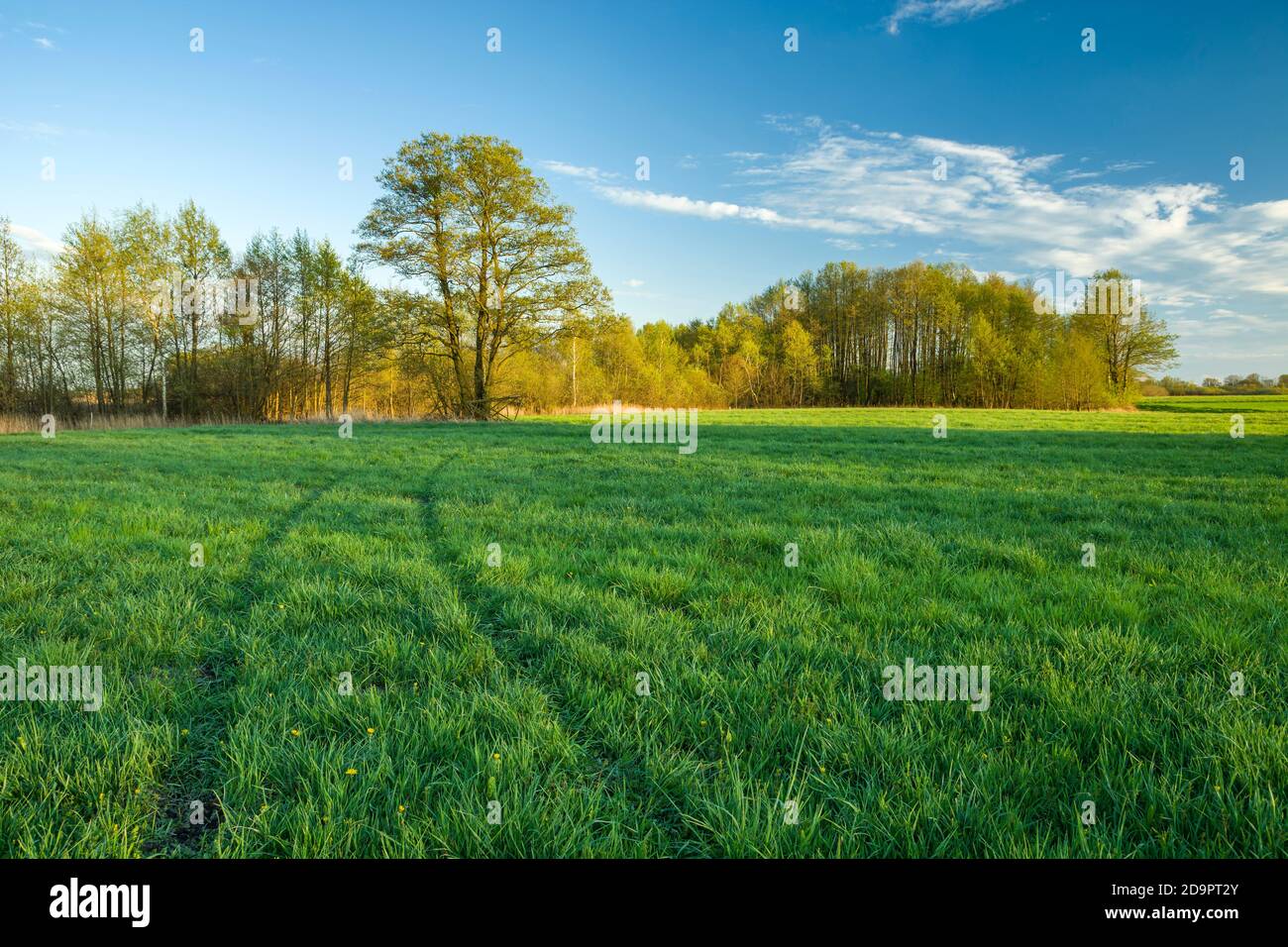 Trace tree hi-res stock photography and images - Alamy