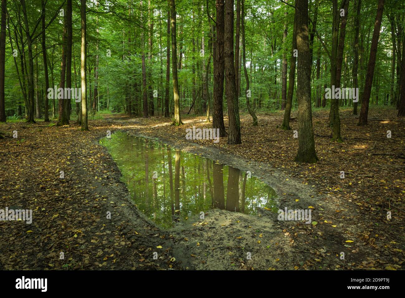Puddle rain forest hi-res stock photography and images - Alamy