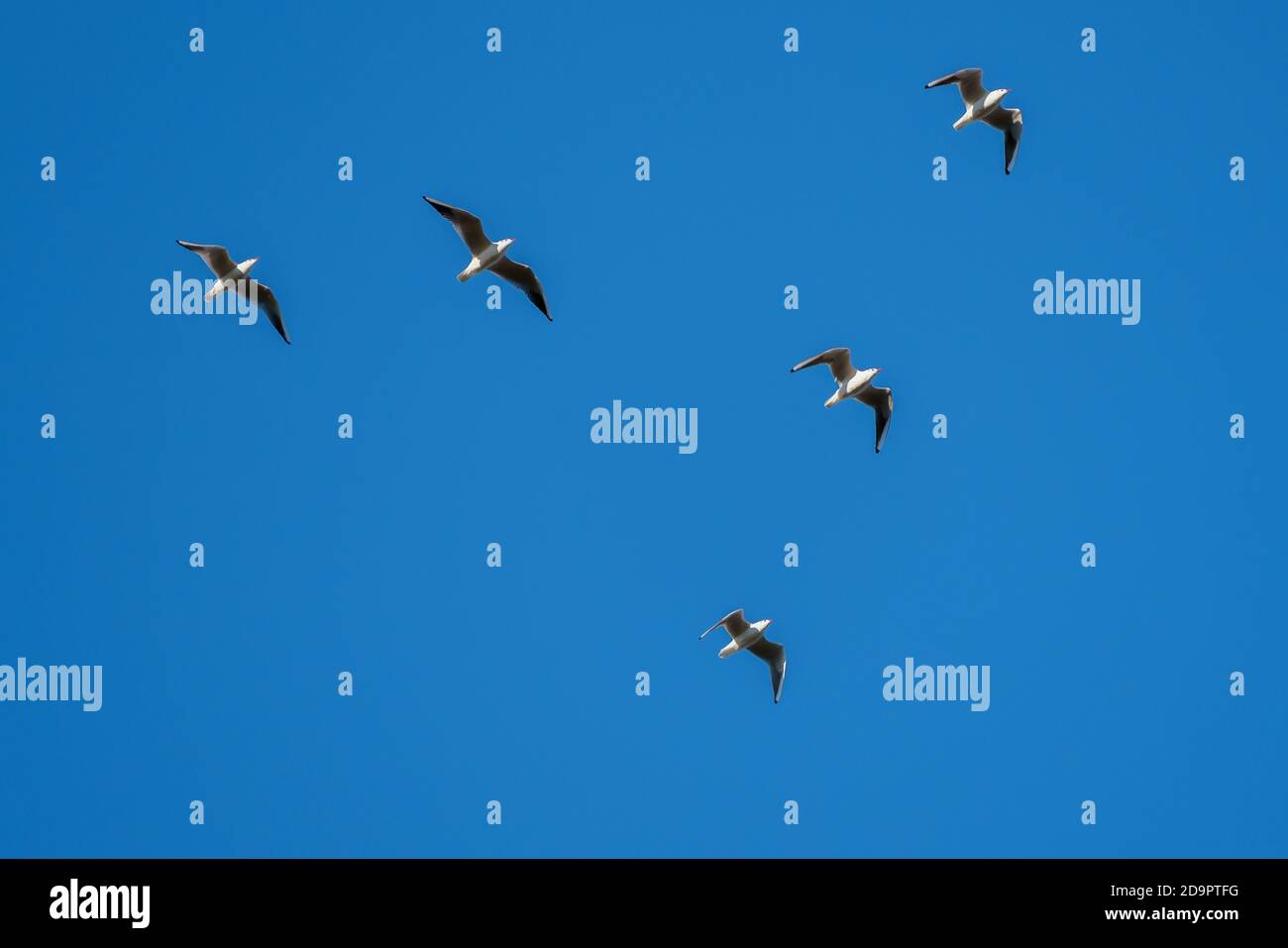 Common Gulls (Larus canus) in flight at East Grinstead Stock Photo - Alamy