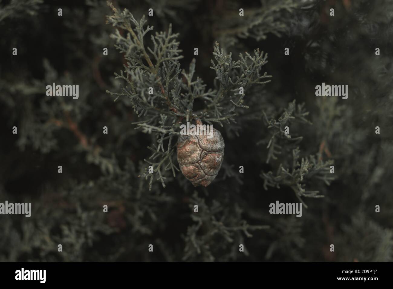 Cupressus sempervirens cone hi-res stock photography and images - Alamy