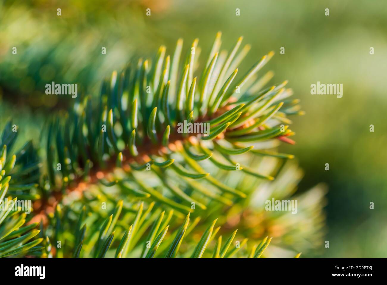 Coniferophyta coniferae hi-res stock photography and images - Alamy