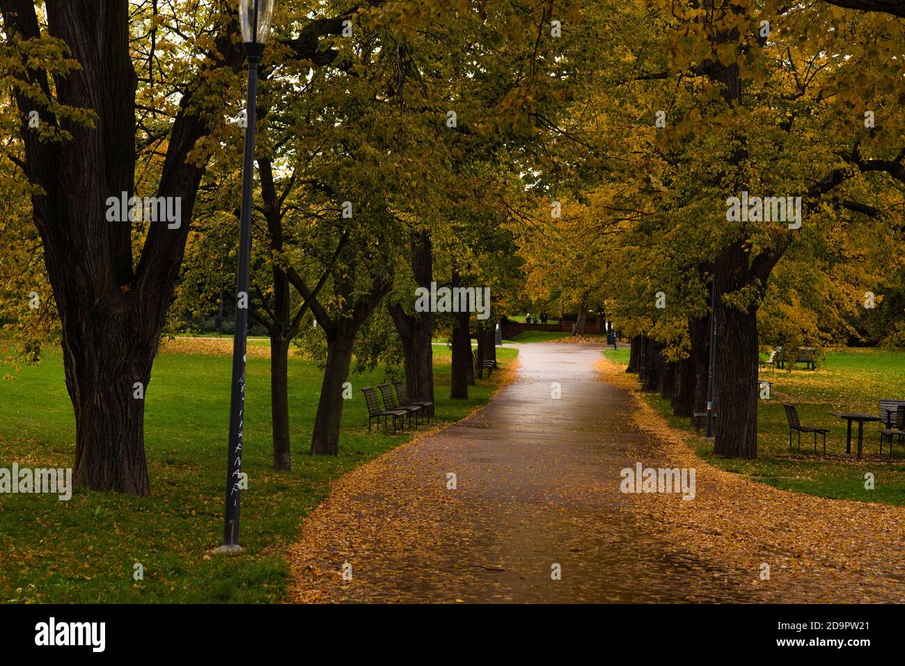 A colorful path in the park with yellow leaves Stock Photo - Alamy