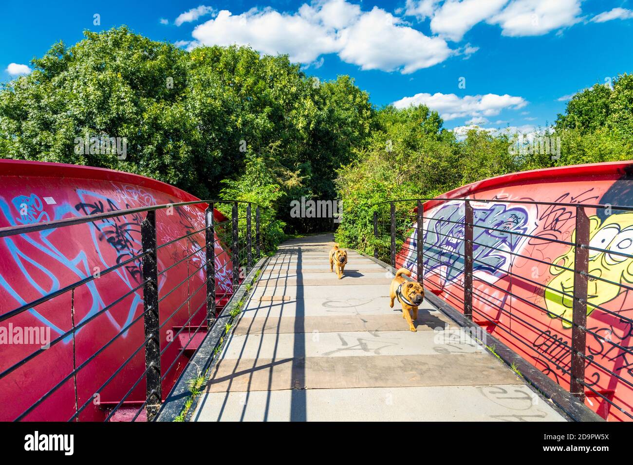 Two dogs running over the Friends Bridge in Hackney Marshes, London, UK ...