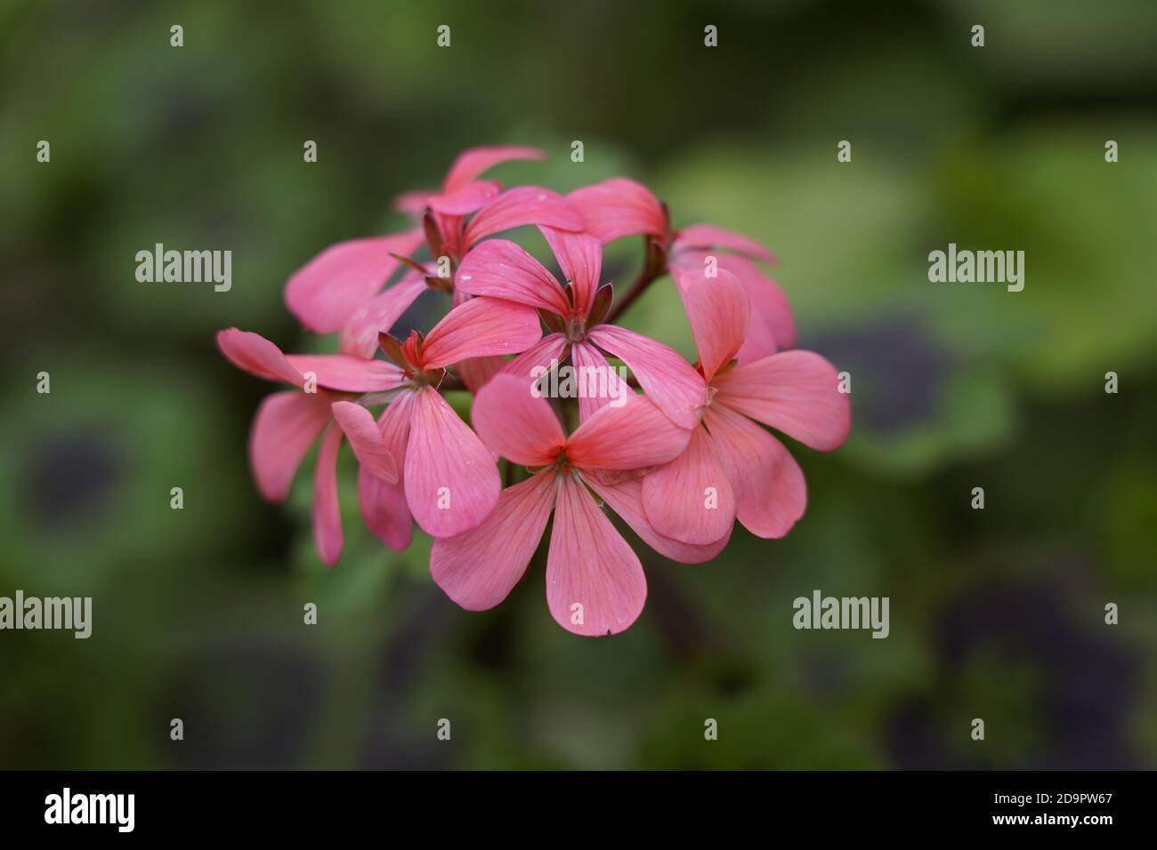 Geranium flower in the Australian garden Stock Photo - Alamy