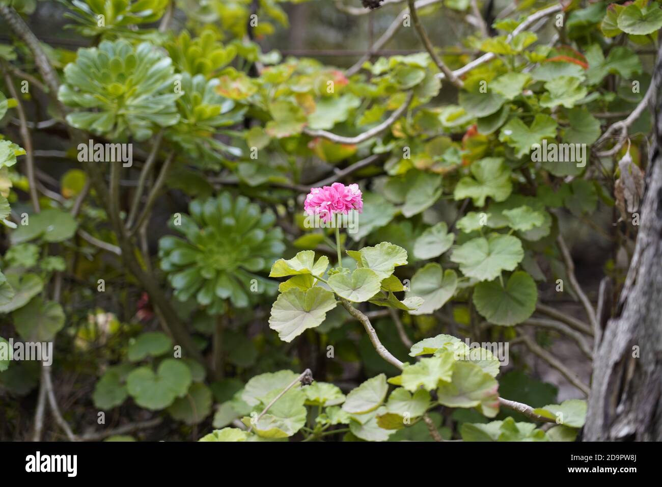Geranium flower in the Australian garden Stock Photo - Alamy