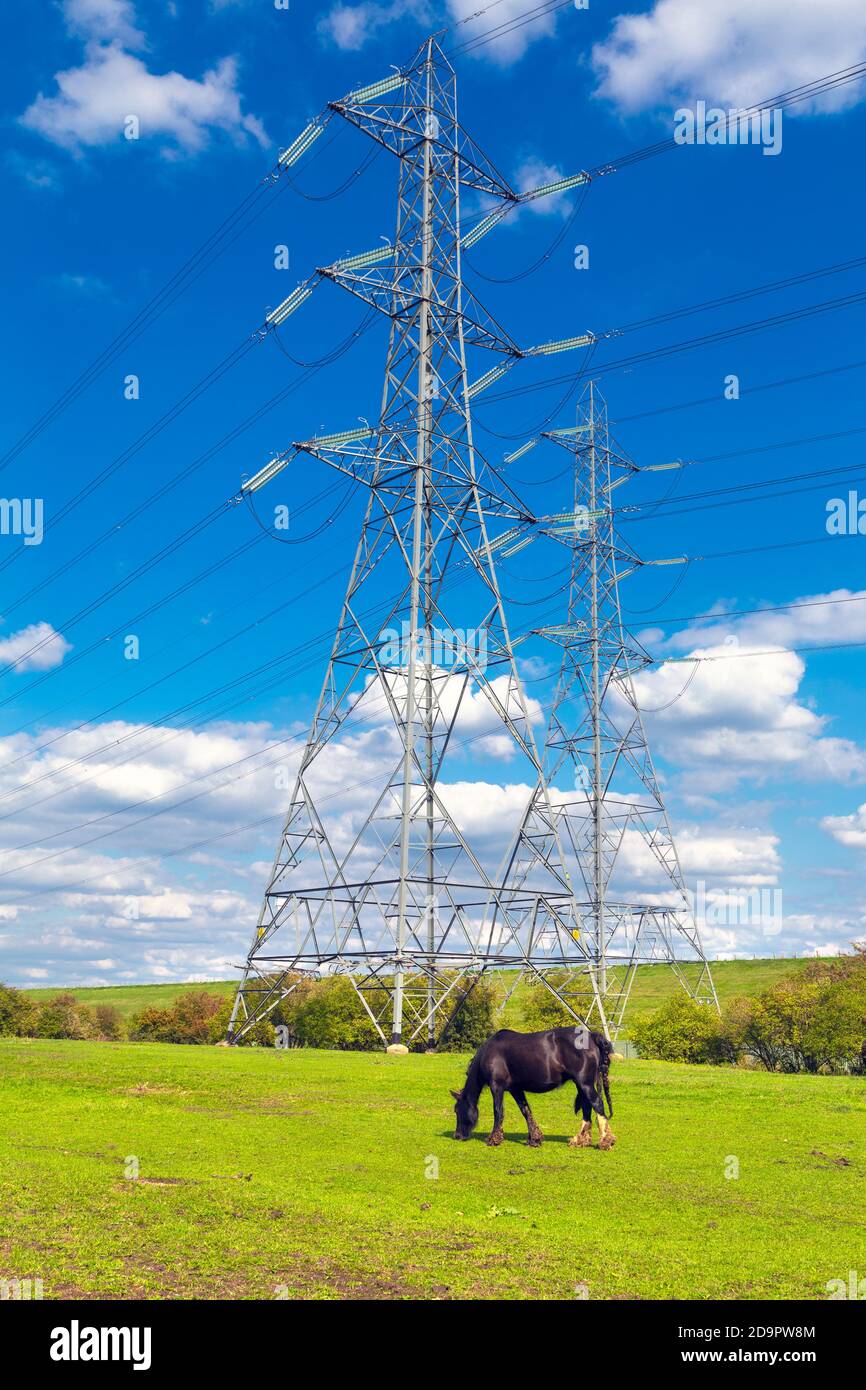 Horse on a pasture eating grass with electricity pylons in background ...